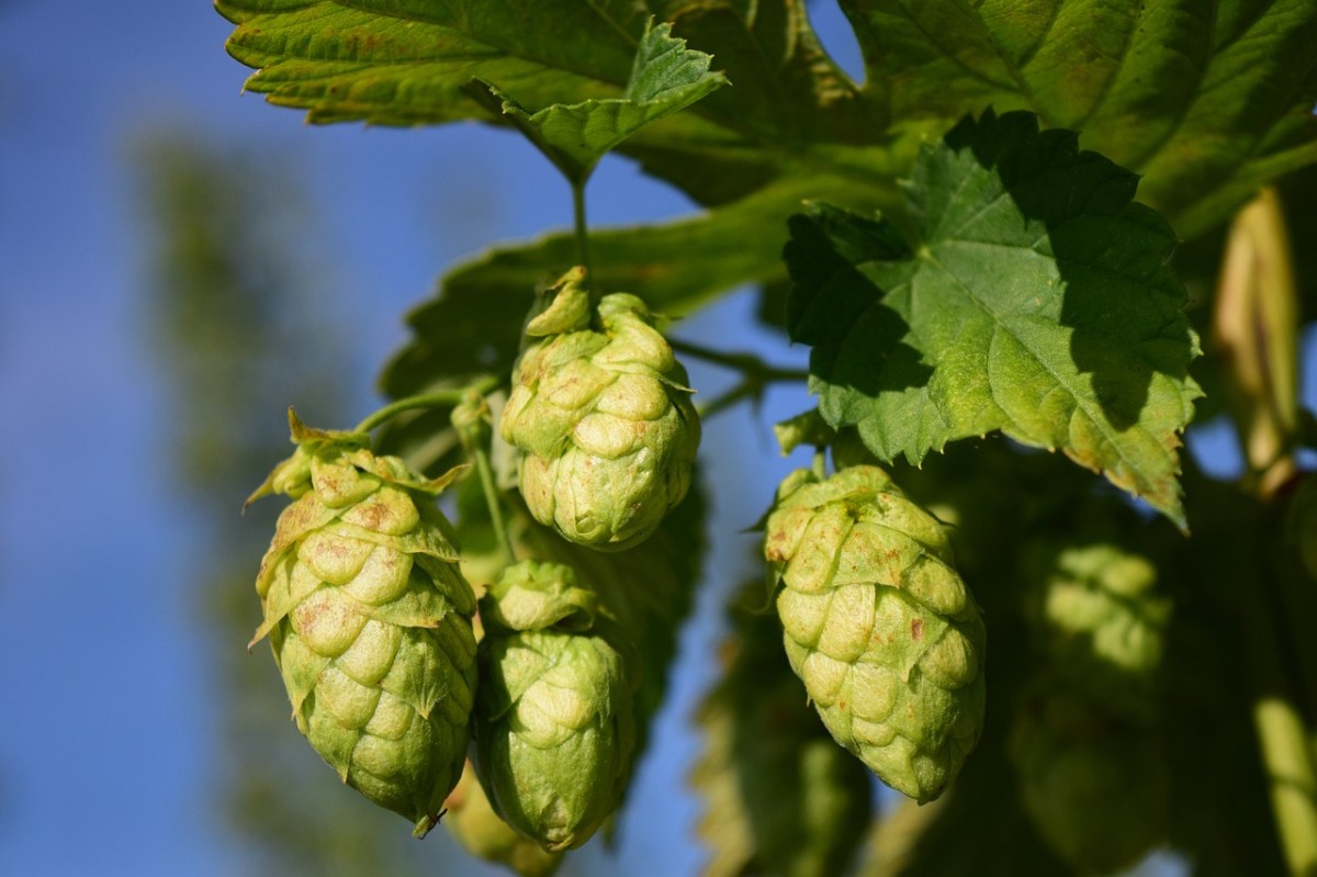What are Galaxy hops and how are they unique in the brewing of craft ...