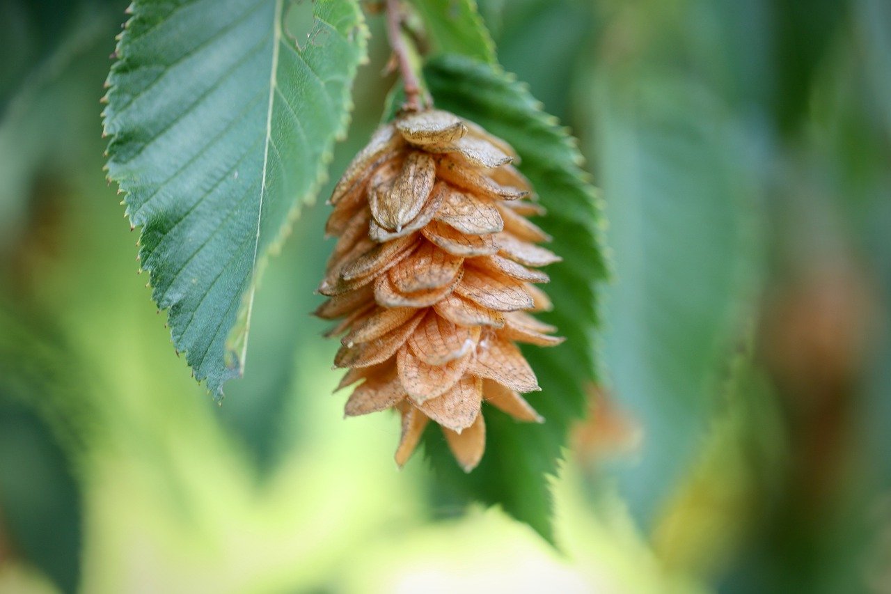 What are Hallertau Mittelfrüh hops and how are they unique in the ...